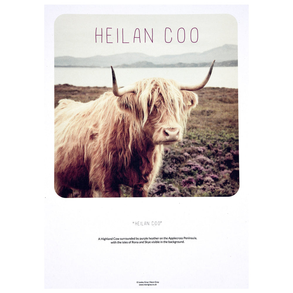 Heilan Coo A4 Print | Gretna Green Shopping
